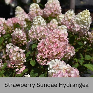 HYDRANGEA 'STRAWBERRY SUNDAE' – Live Plant | Compact Panicle Hydrangea ...