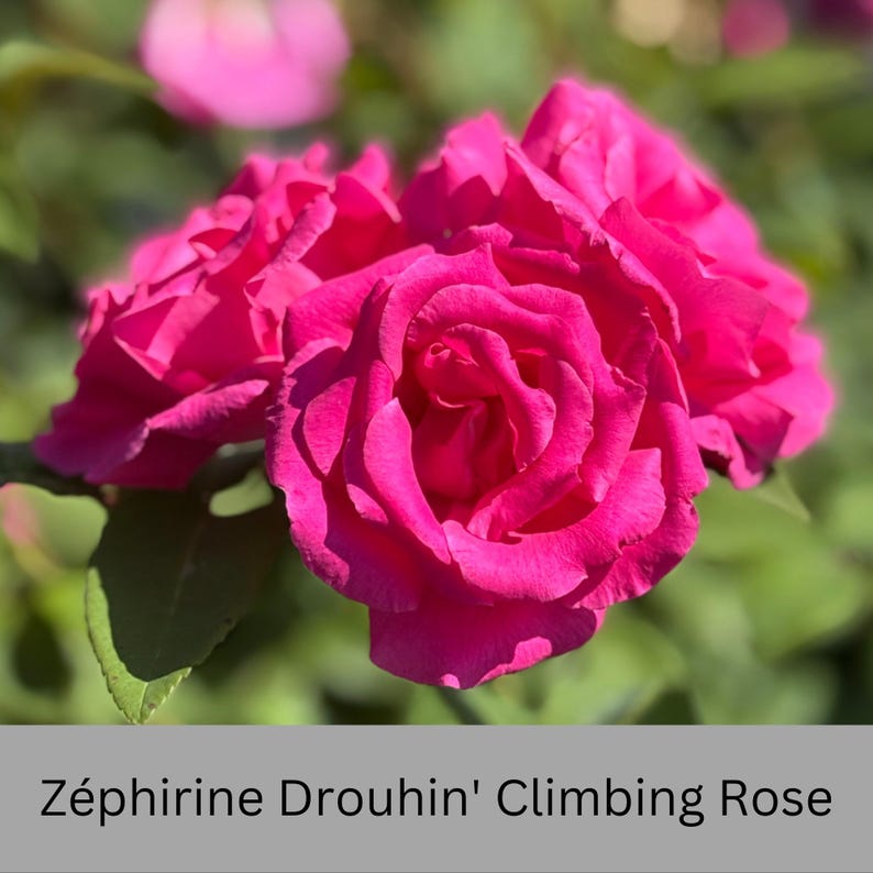 Zéphirine Drouhin' Climbing Rose | Rosa 'zéphirine Drouhin' | Fragrant ...