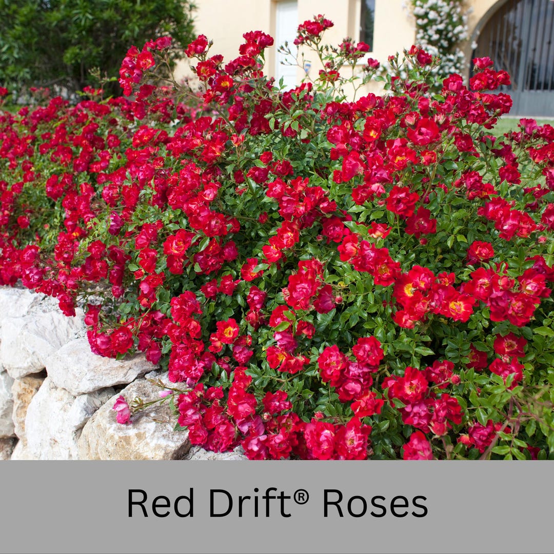 Red DRIFT® ROSES | Groundcover Creeping Roses | Quart Sizes | Sun ...