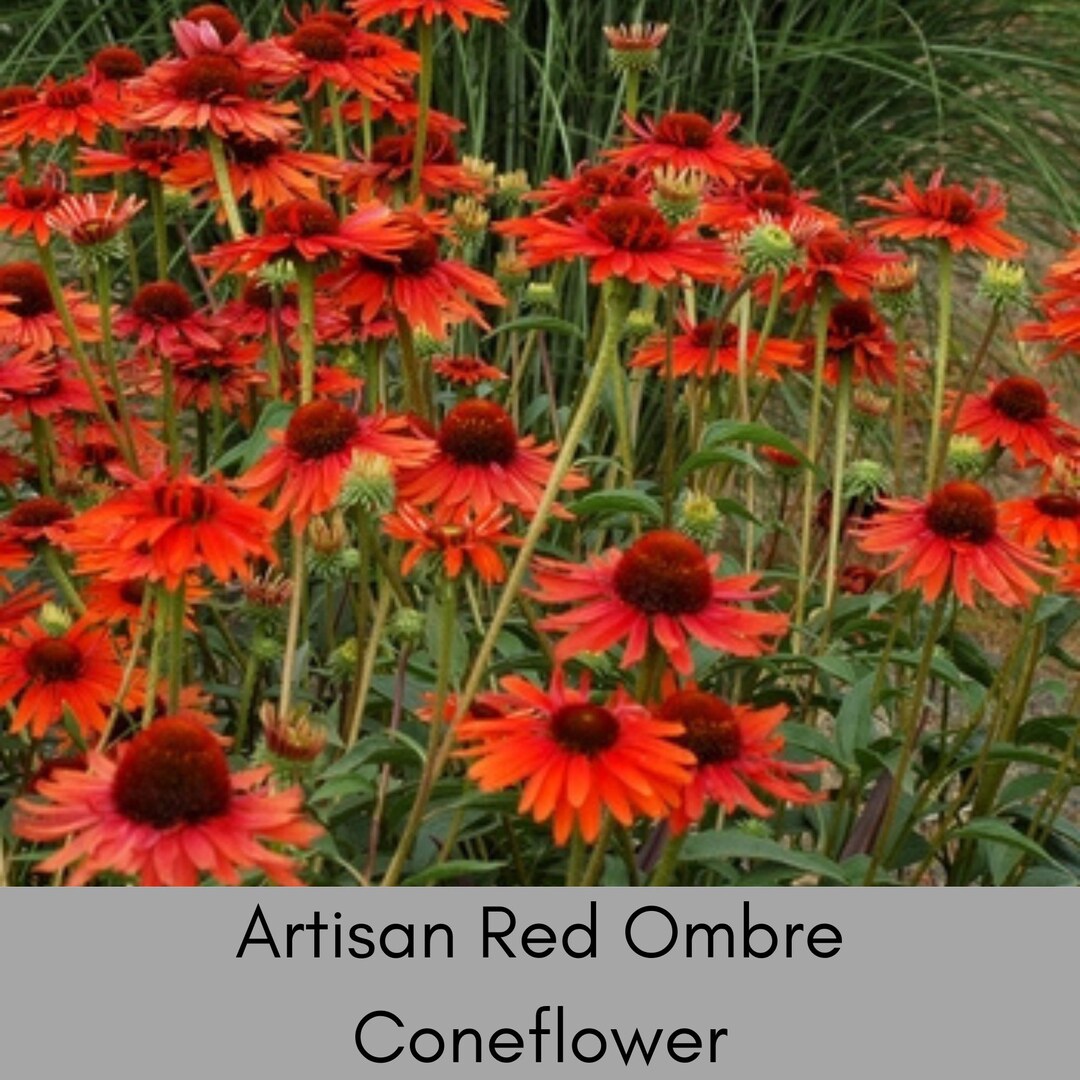 Artisan Red Ombre Coneflower Garden Gift Low Maintenance Red Flowers - Etsy