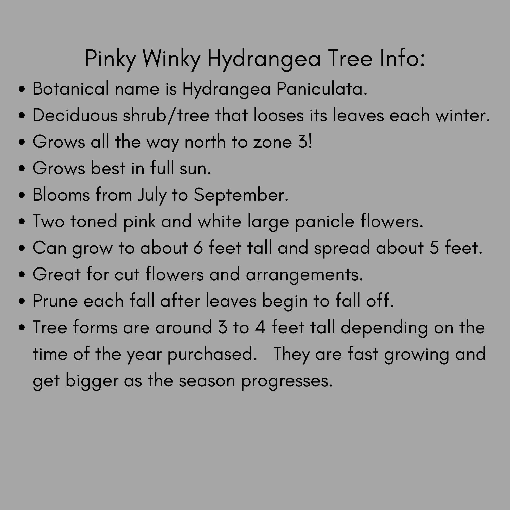 Hydrangea Tree 'pinky Winky' | 4 Feet Plus Tall | Free Shipping | Fast ...
