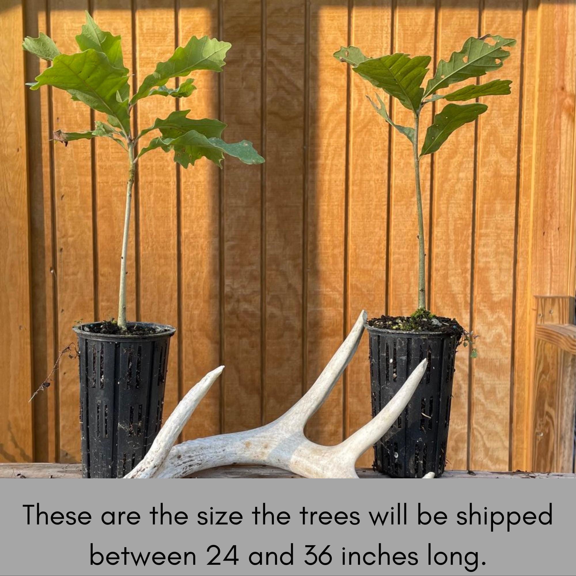 Catalpa Tree for Sale – Fast-growing Shade Tree | Ardent Gardeners - Etsy