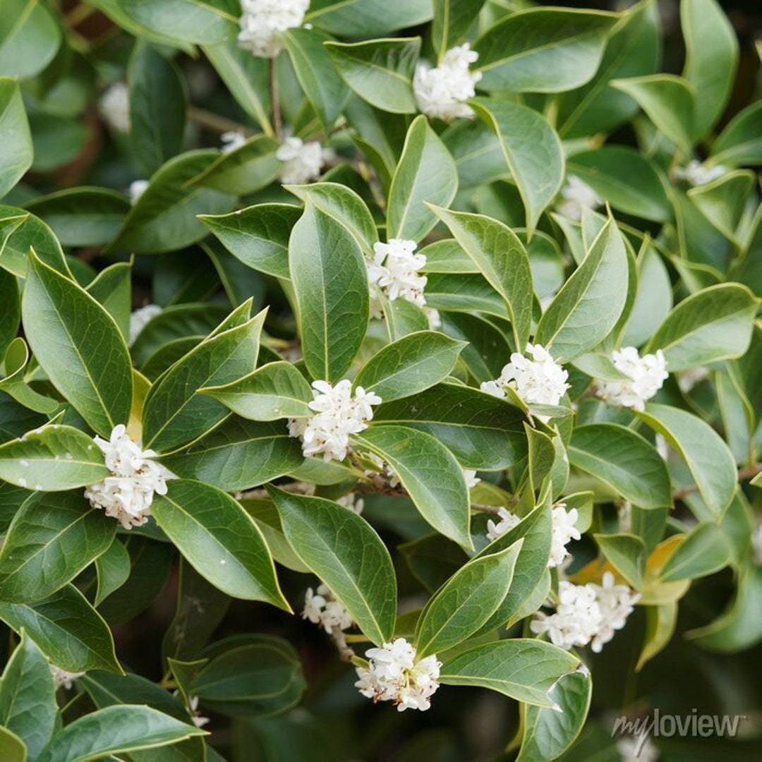 Premium Fragrant Tea Olive: Heavenly Scented Evergreen Shrub - Fast ...