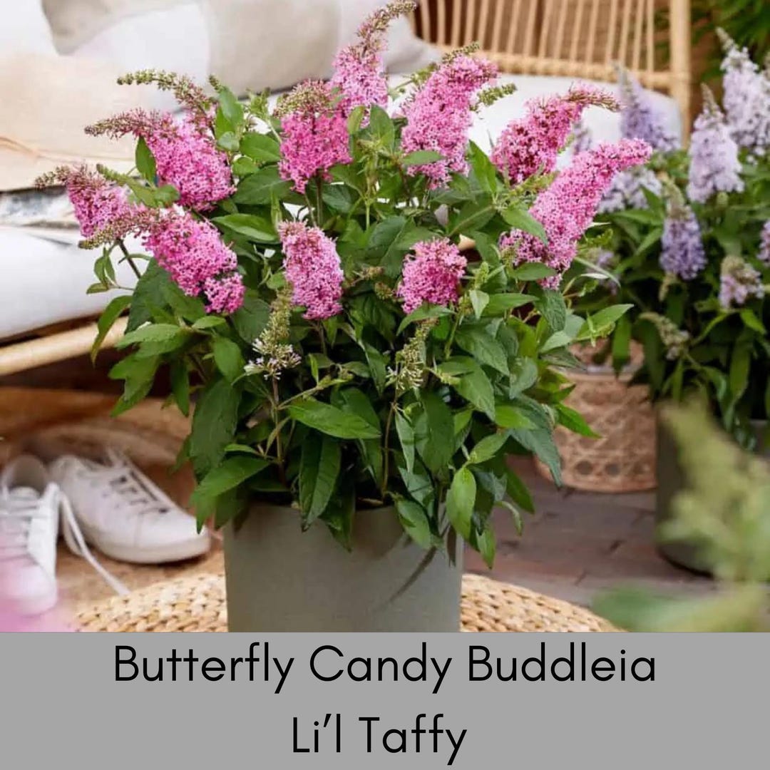 BUTTERFLY CANDY PLANTS, Butterfly Bush 4 Different Colors to Choose ...