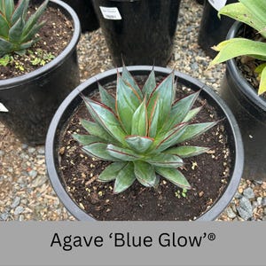 Agave 'blue Glow'® | 1 Quart Containers | Evergreen Succulent | Full ...