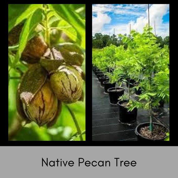 Fruit Nut Tree For Home Garden Live Native Pecan Tree - 1 Gallon, 1-2 ...