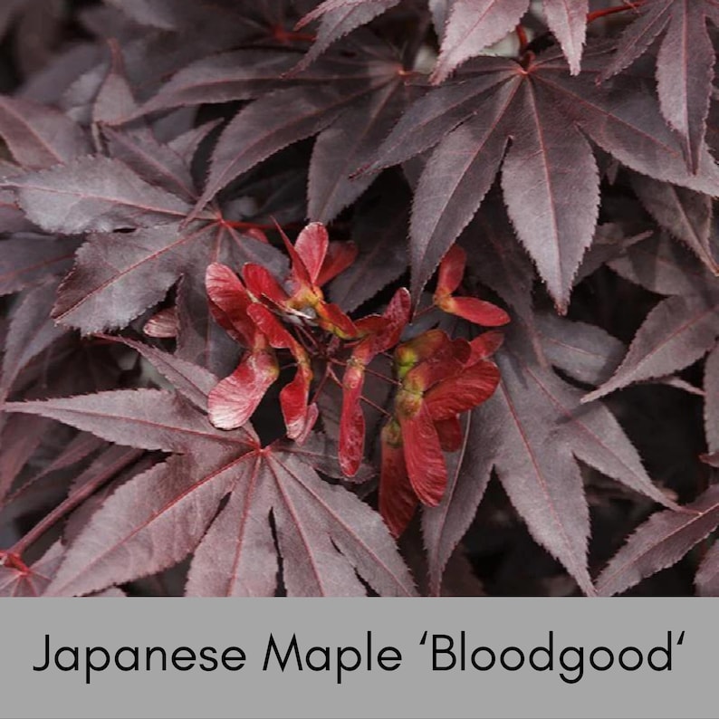 Bloodgood Japanese Maple Tree, Sizes 4" Starter Cups, 2 Gallon Size ...
