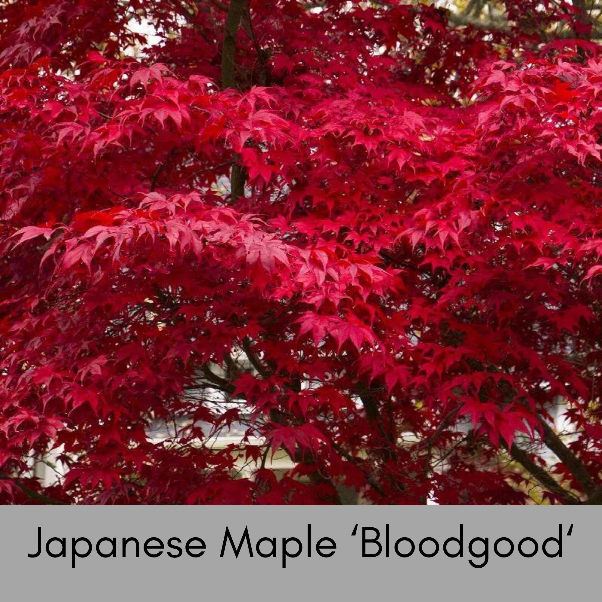 Bloodgood Japanese Maple Tree, Sizes 4" Starter Cups, 2 Gallon Size ...