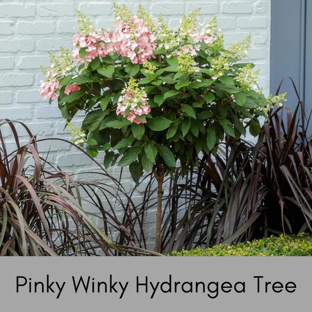 Hydrangea Tree 'pinky Winky' | 4 Feet Plus Tall | Free Shipping | Fast ...
