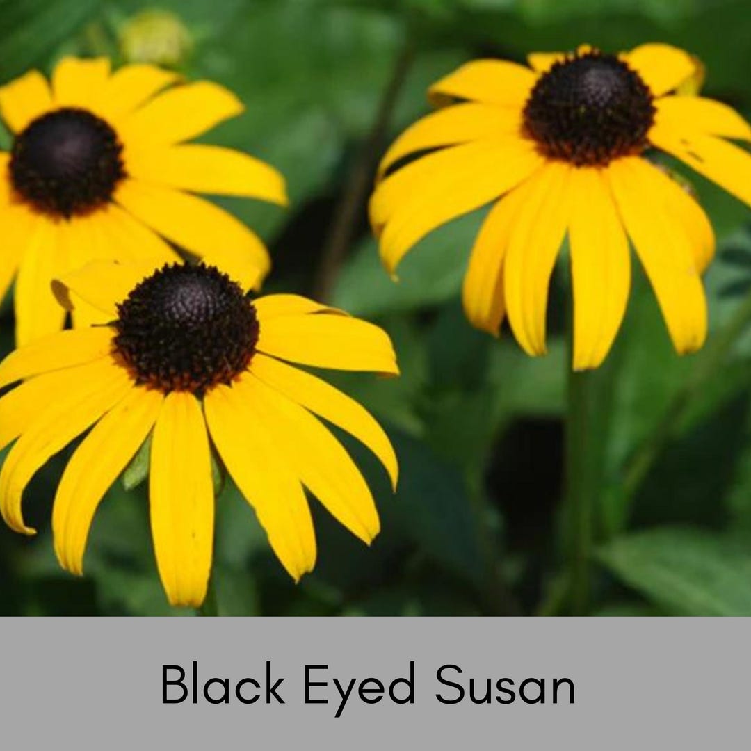 Black Eyed Susan Plant in 1 Gallon Pot – Live Perennial | Easy-care ...