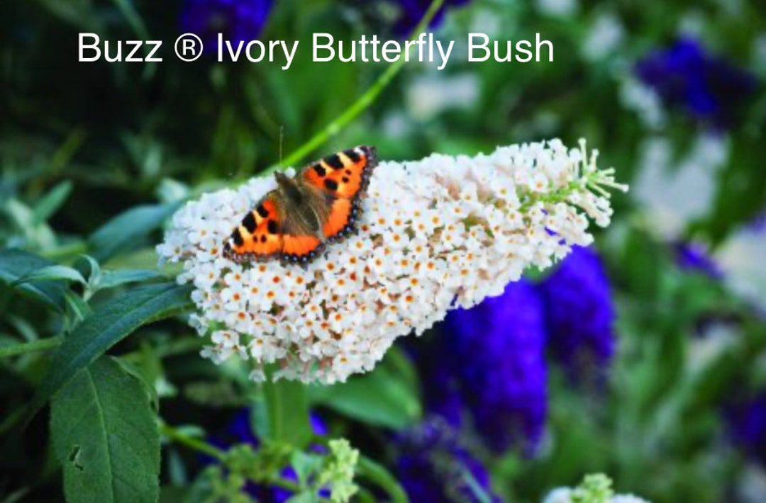 Buzz® Ivory Butterfly Bush, Fragrant Blooms, Compact Size, Butterfly ...