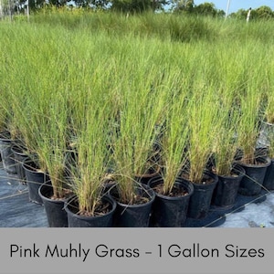 Pink MUHLY GRASS, 1 Gallon Size Containers, Easy to Grow Sun Loving ...