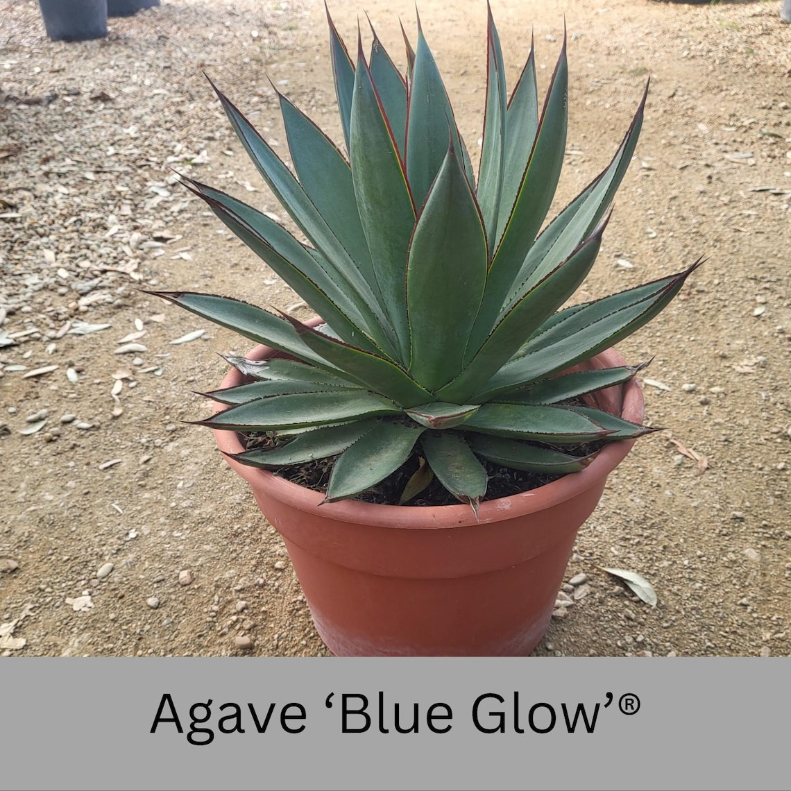 Agave 'blue Glow'® | 1 Quart Containers | Evergreen Succulent | Full ...