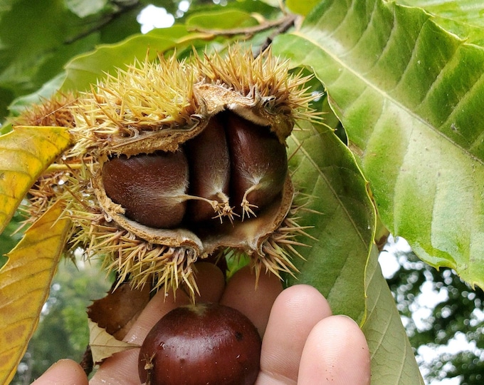 Hybrid Chestnut Seeds | 20 Seeds per Pack | Fast-growing, Blight ...