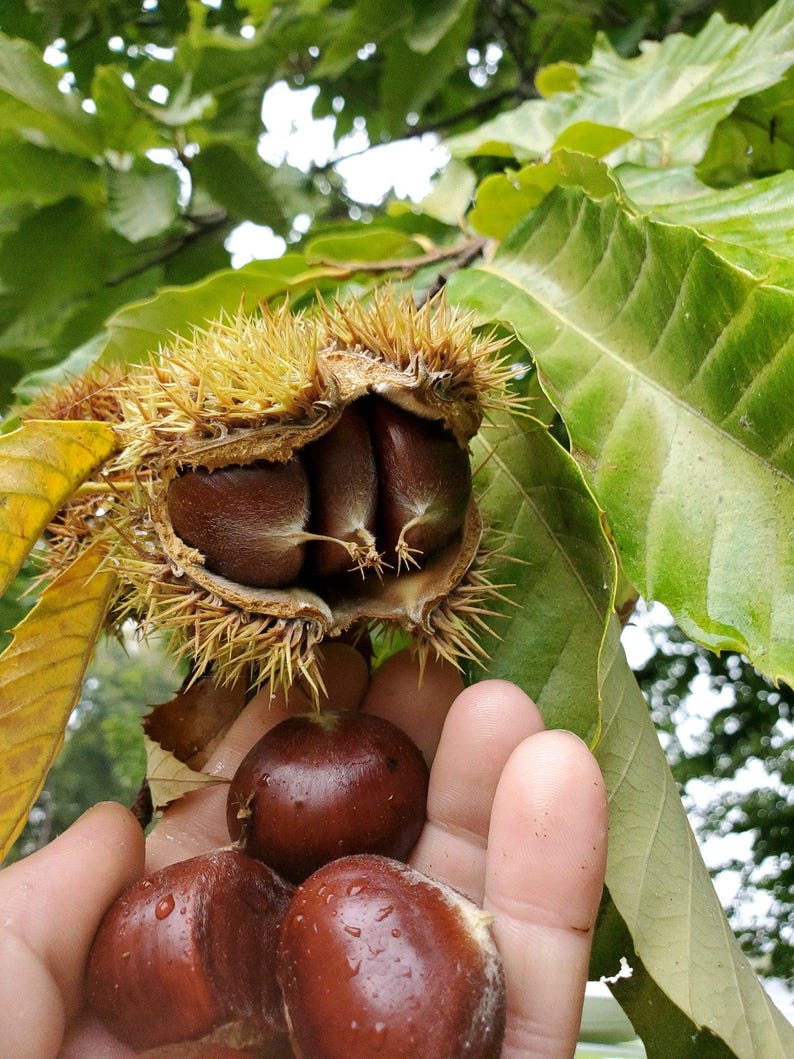 Hybrid Chestnut Seeds | 20 Seeds per Pack | Fast-growing, Blight ...
