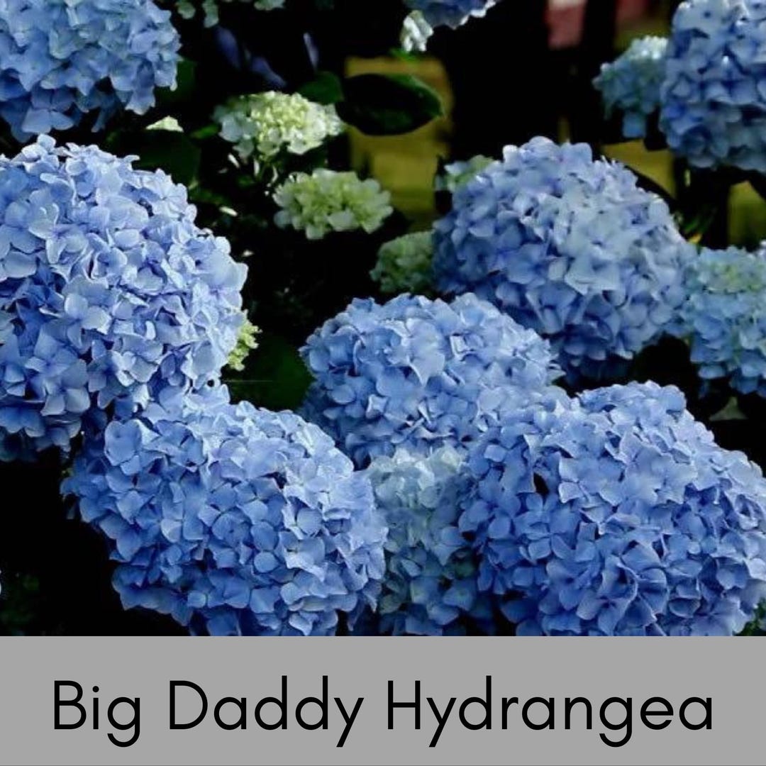 Big Daddy Hydrangea, Hydrangea Macrophylla, Big Daddy Plant, White ...