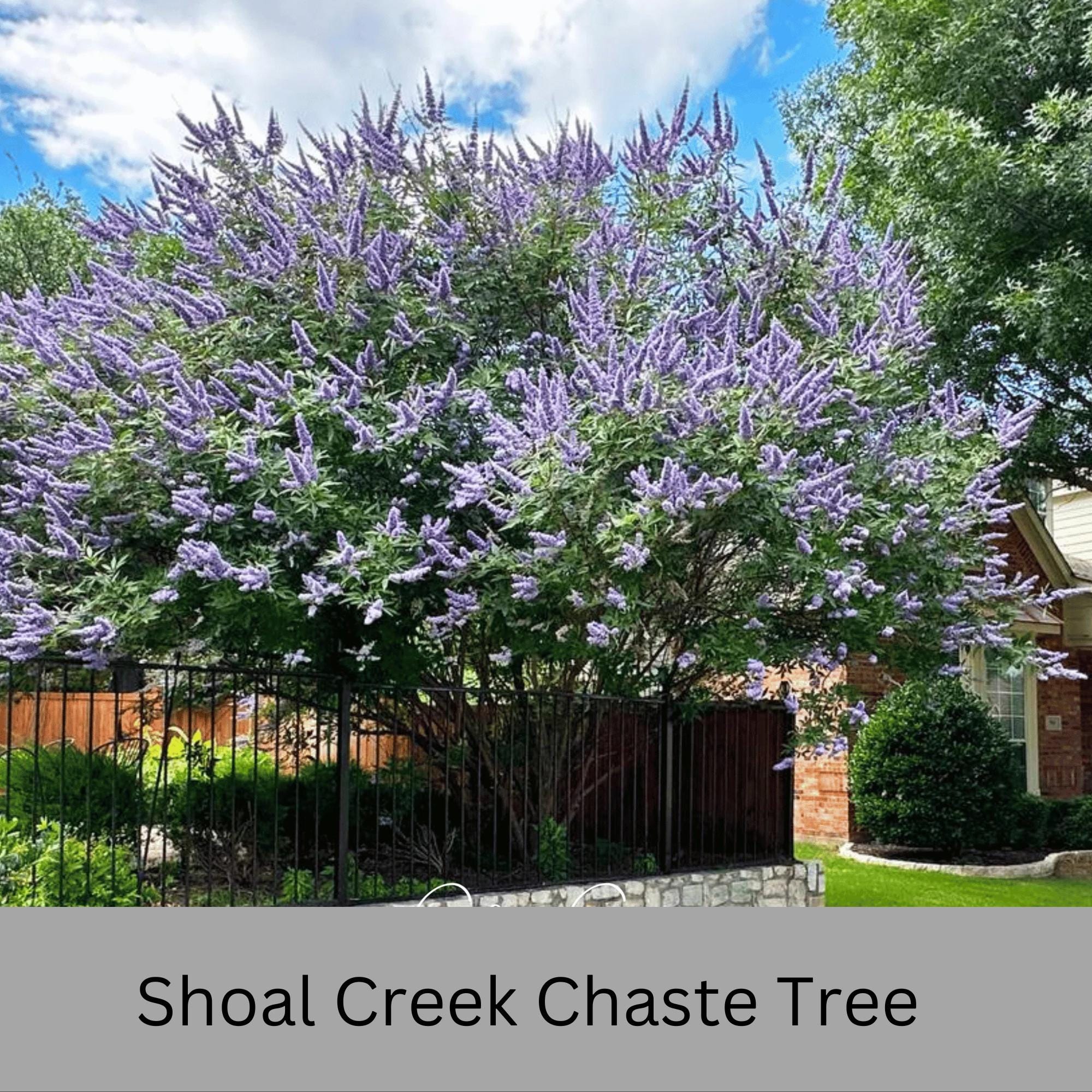 Shoal Creek Chaste Tree – Fast Growing, Pollinator Friendly Flowering ...