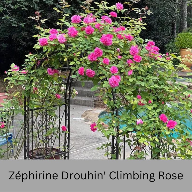 Zéphirine Drouhin' Climbing Rose | Rosa 'zéphirine Drouhin' | Fragrant ...