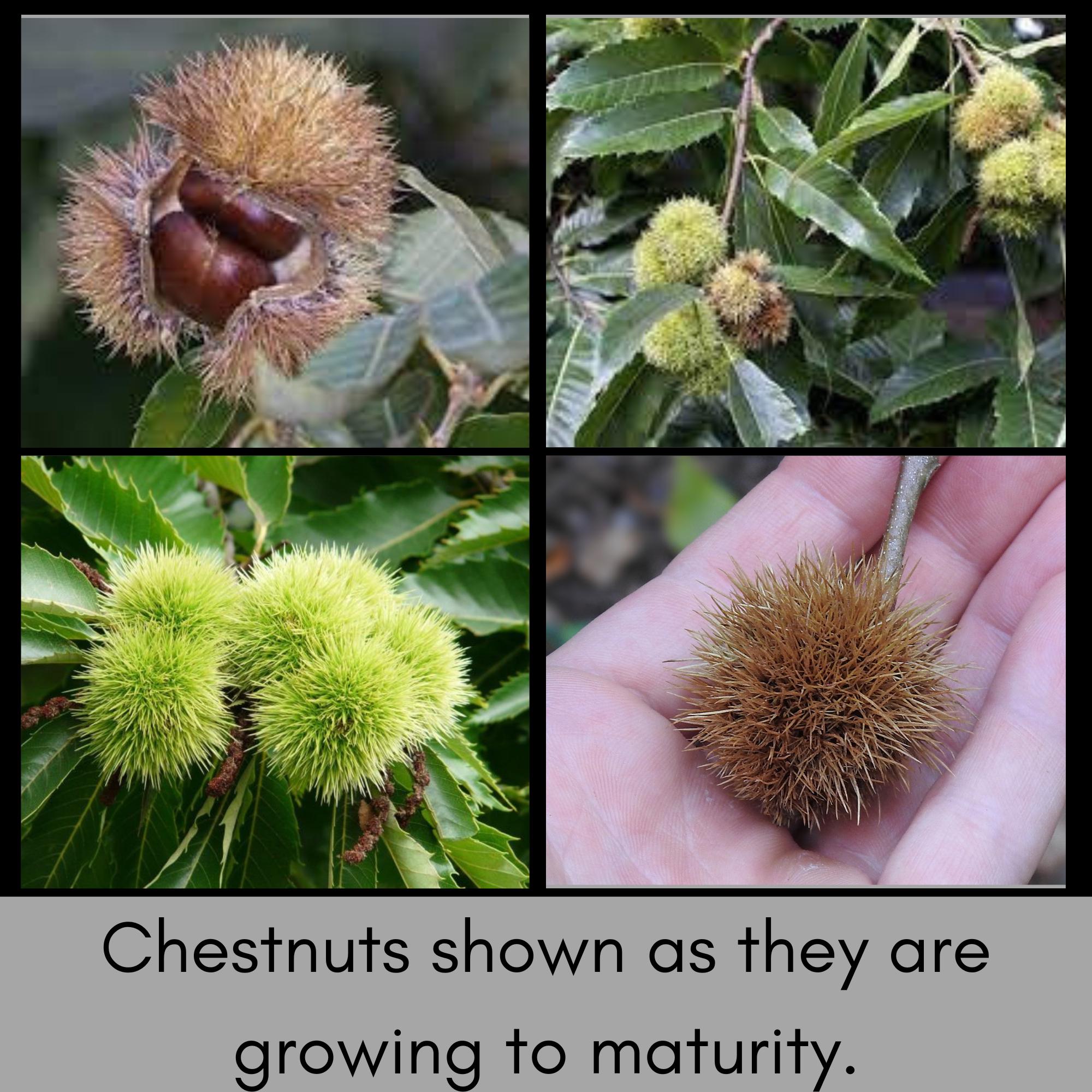 HYBRID CHESTNUT TREES, Fast Growing Shade Tree, Produces Chestnuts ...