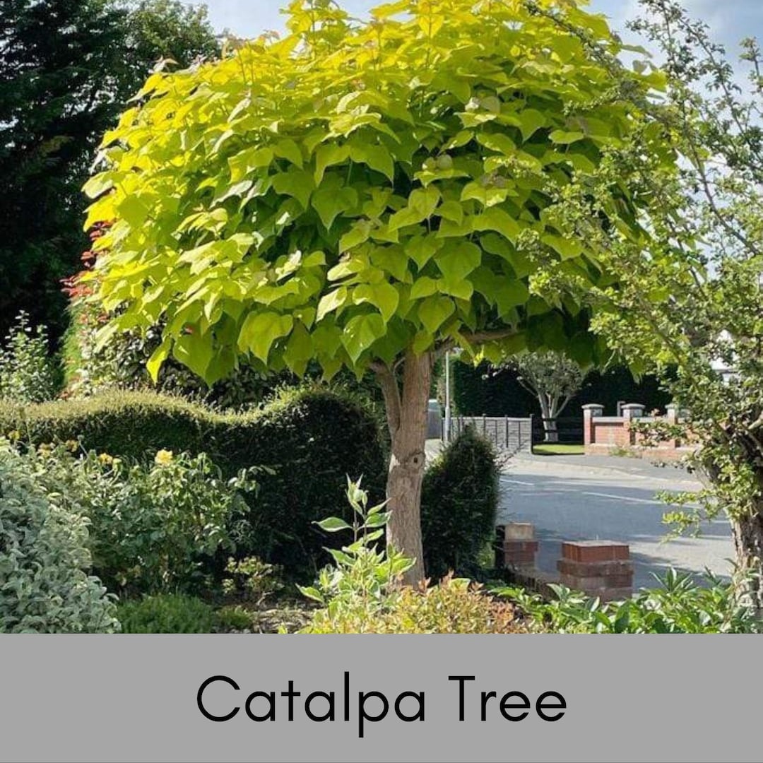 Catalpa Tree for Sale – Fast-growing Shade Tree | Ardent Gardeners - Etsy
