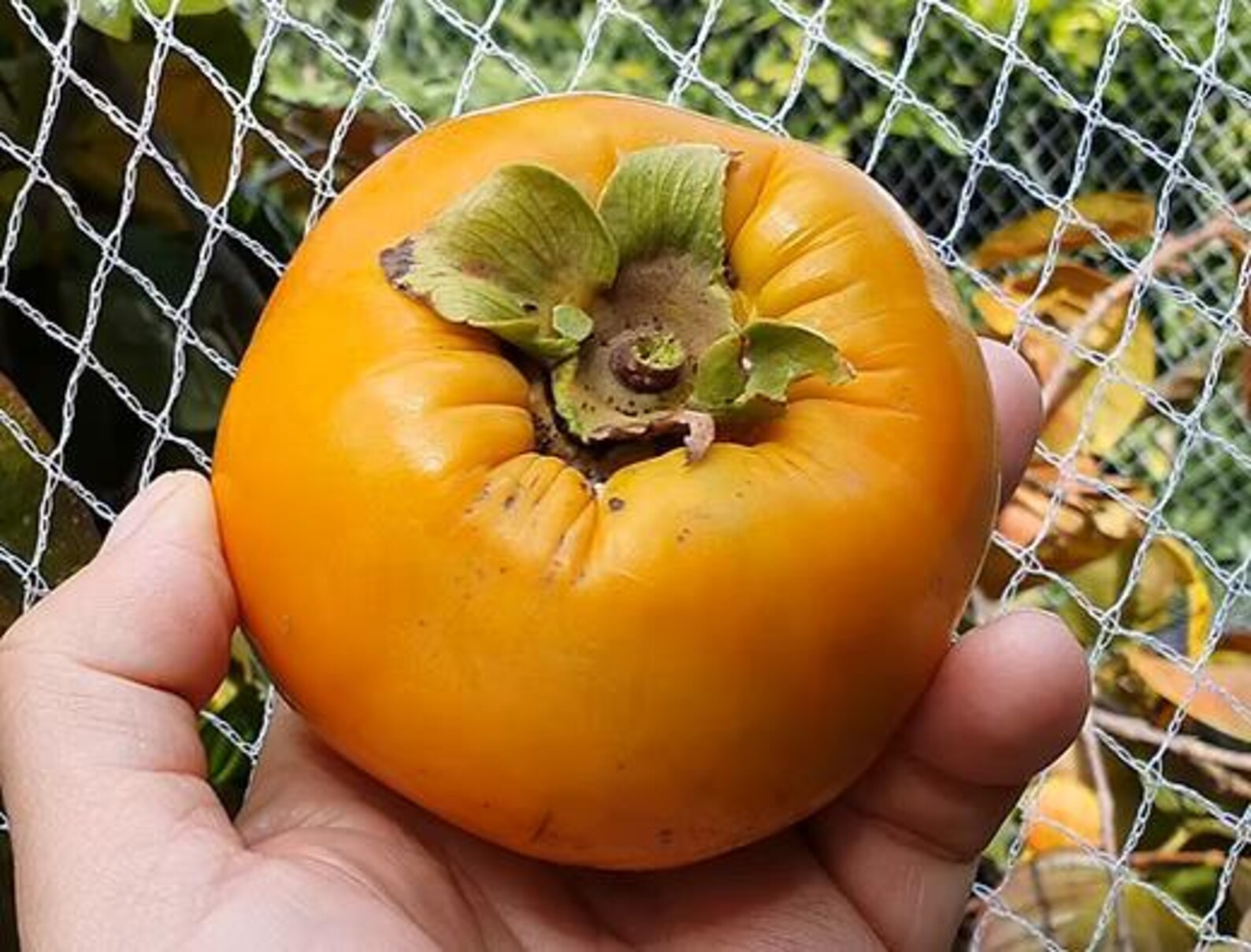 Matsumoto Persimmon Tree | Diospyros Kaki | Sweet Non-astringent Fruit ...