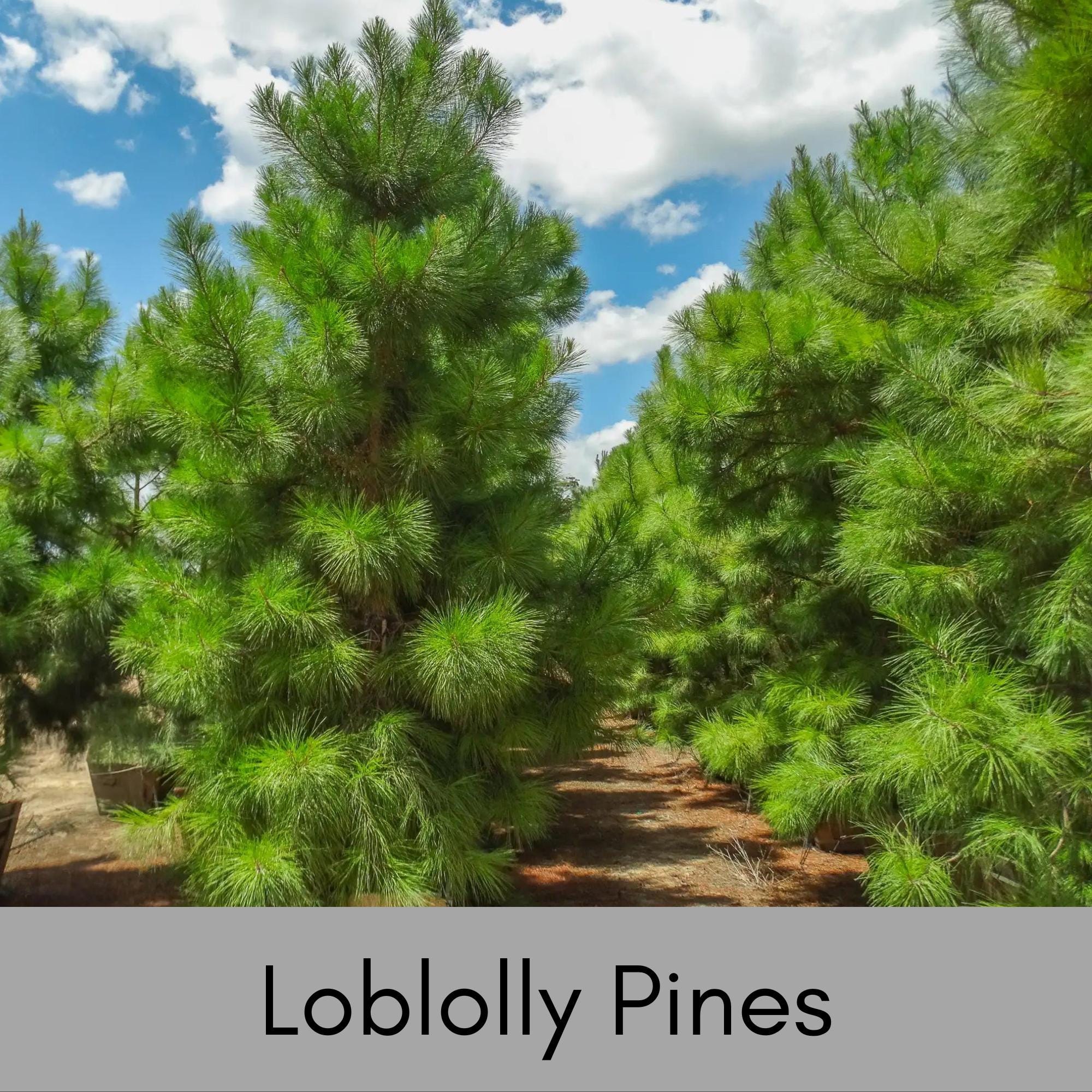 Tipos De Pino Loblolly 5 Plántulas De Pino Loblolly Etsy España