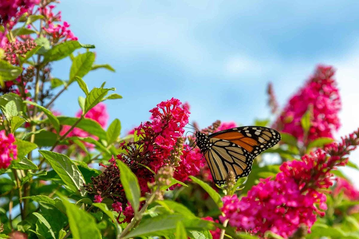Li'l Raspberry™ Butterfly Bush – Butterfly Candy™ Collection - Etsy