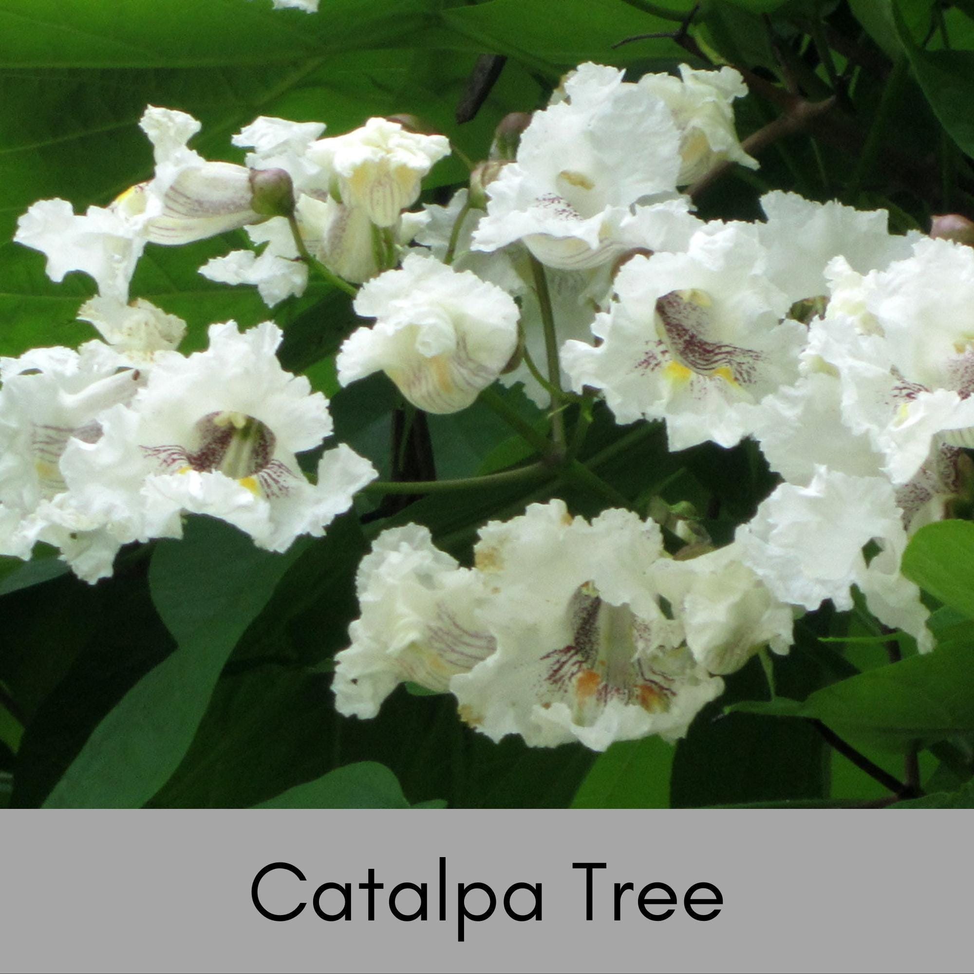Catalpa Tree for Sale – Fast-growing Shade Tree | Ardent Gardeners - Etsy