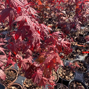 JAPANESE MAPLE 'BLOODGOOD' 4 Cup Asian Garden Free Shipping - Etsy