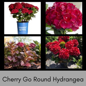 Cherry-go-round™ Hydrangea | Compact Reblooming Mophead | Bright Red ...