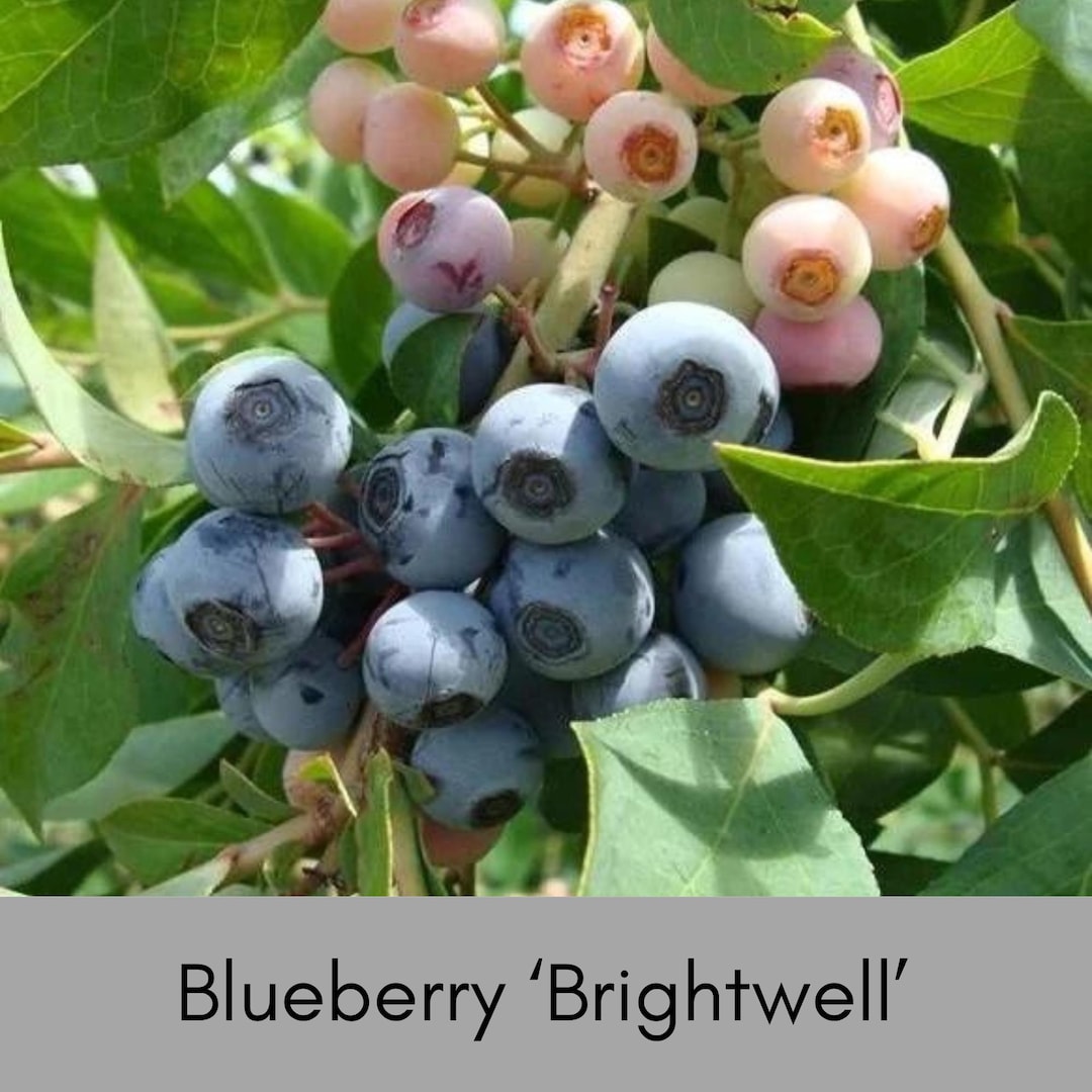 Brightwell Blueberry Bush, Natural Blueberry Plant, 1 Gallon Size ...
