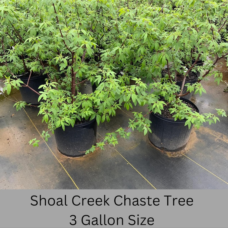 Shoal Creek Chaste Tree – Fast Growing, Pollinator Friendly Flowering ...