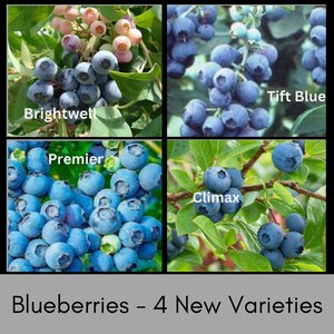 Blueberry Bush Collection – Brightwell, Premier, Climax, Tift Blue – 8 ...