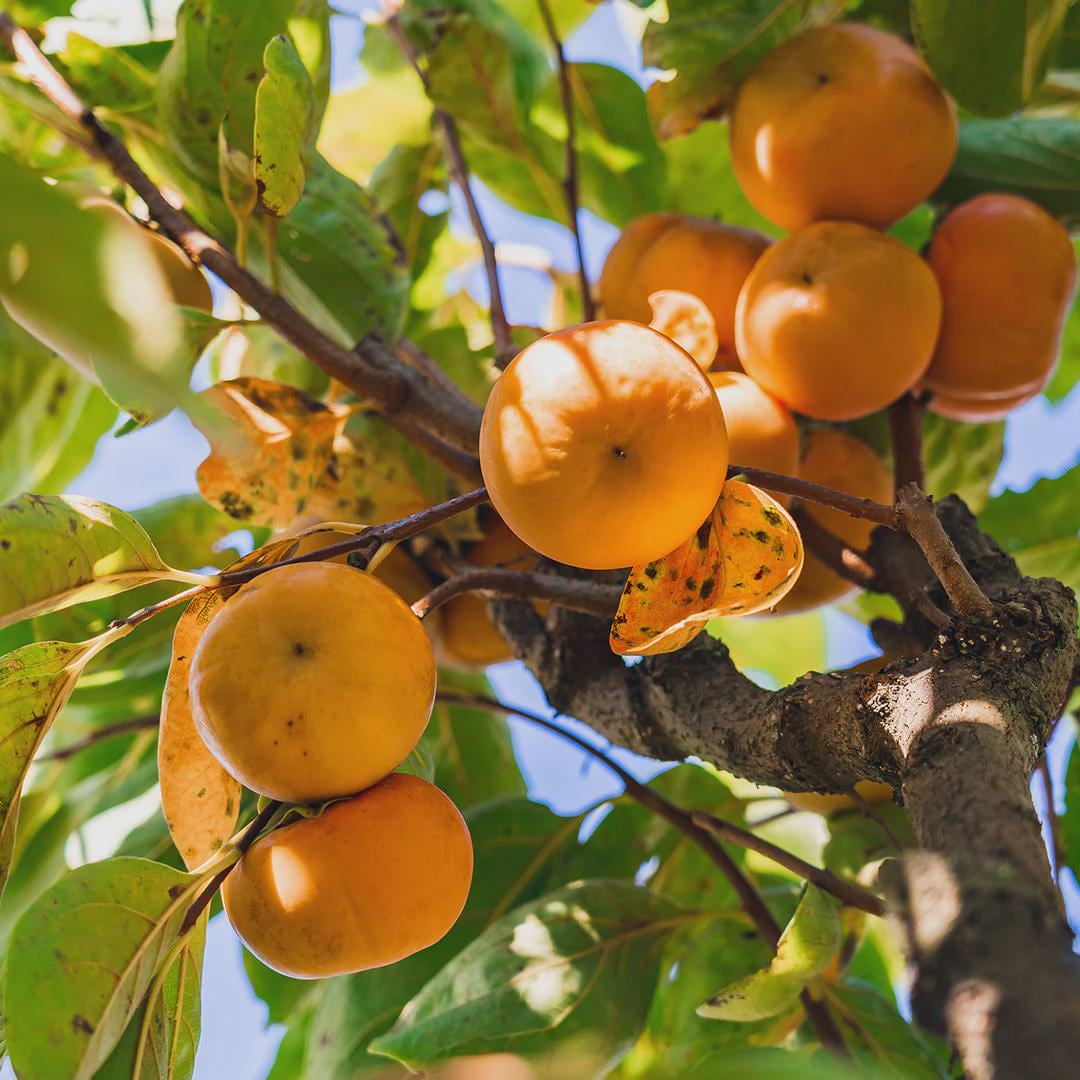 Hanna Fuyu Persimmon Tree | Diospyros Kaki | Sweet, Non-astringent ...