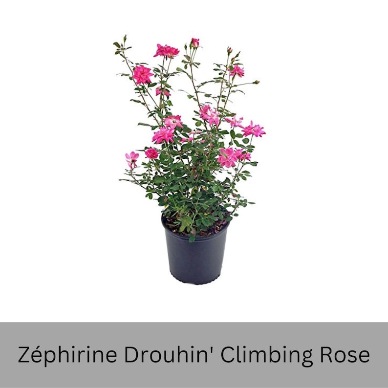 Zéphirine Drouhin' Climbing Rose | Rosa 'zéphirine Drouhin' | Fragrant ...