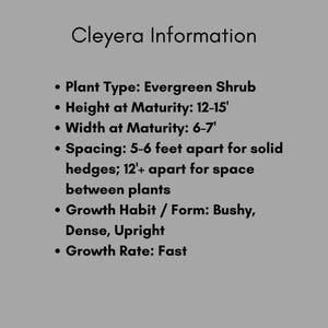 CLEYERA Japonica, 1 and 3 Gallon Size Plants, Fast Growing, Full Sun ...