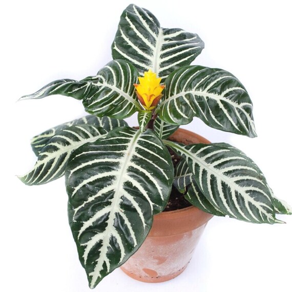 Snow White Zebra House Plant Aphelandra Exotic & Unusual | Etsy