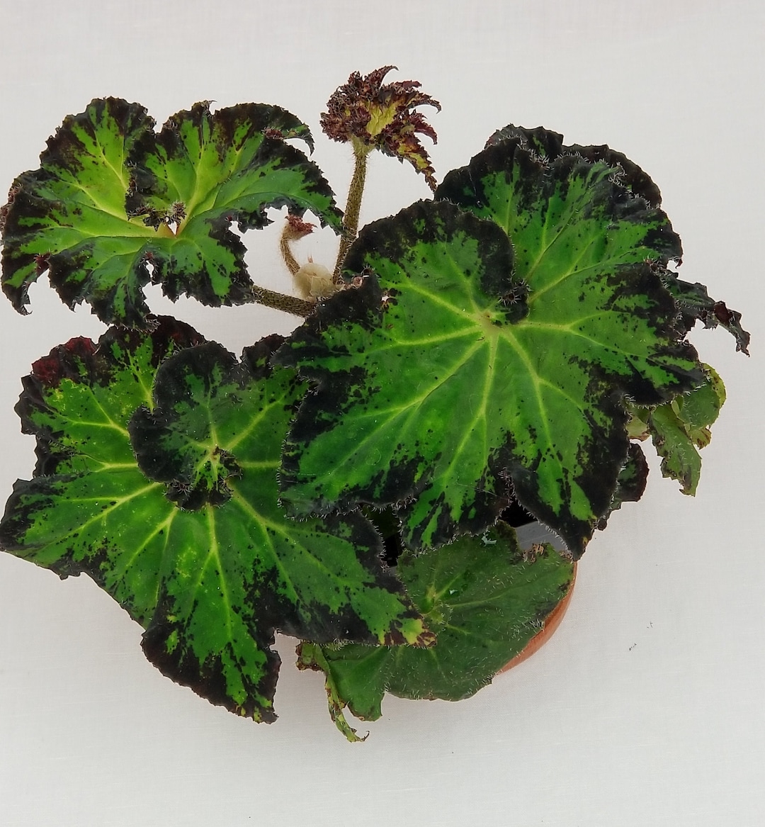 Live river Nile Rhizomatous Begonia Plant. .5 GAL POT. Rare - Etsy