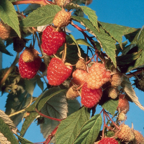 Raspberry Plant - Etsy