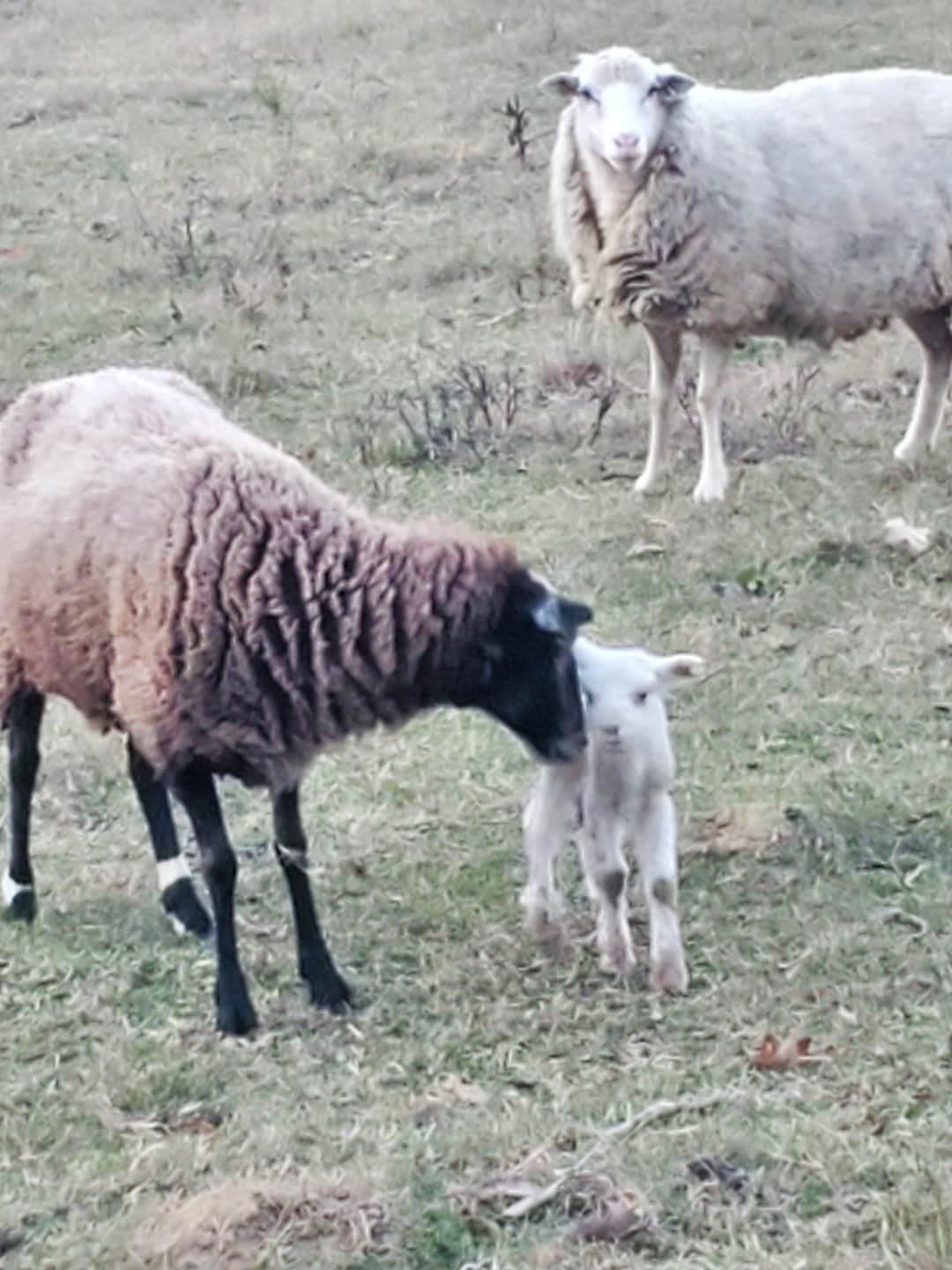 Gulf Coast Native Sheep Traditional (GCN) Roving (4 Oz) - Etsy