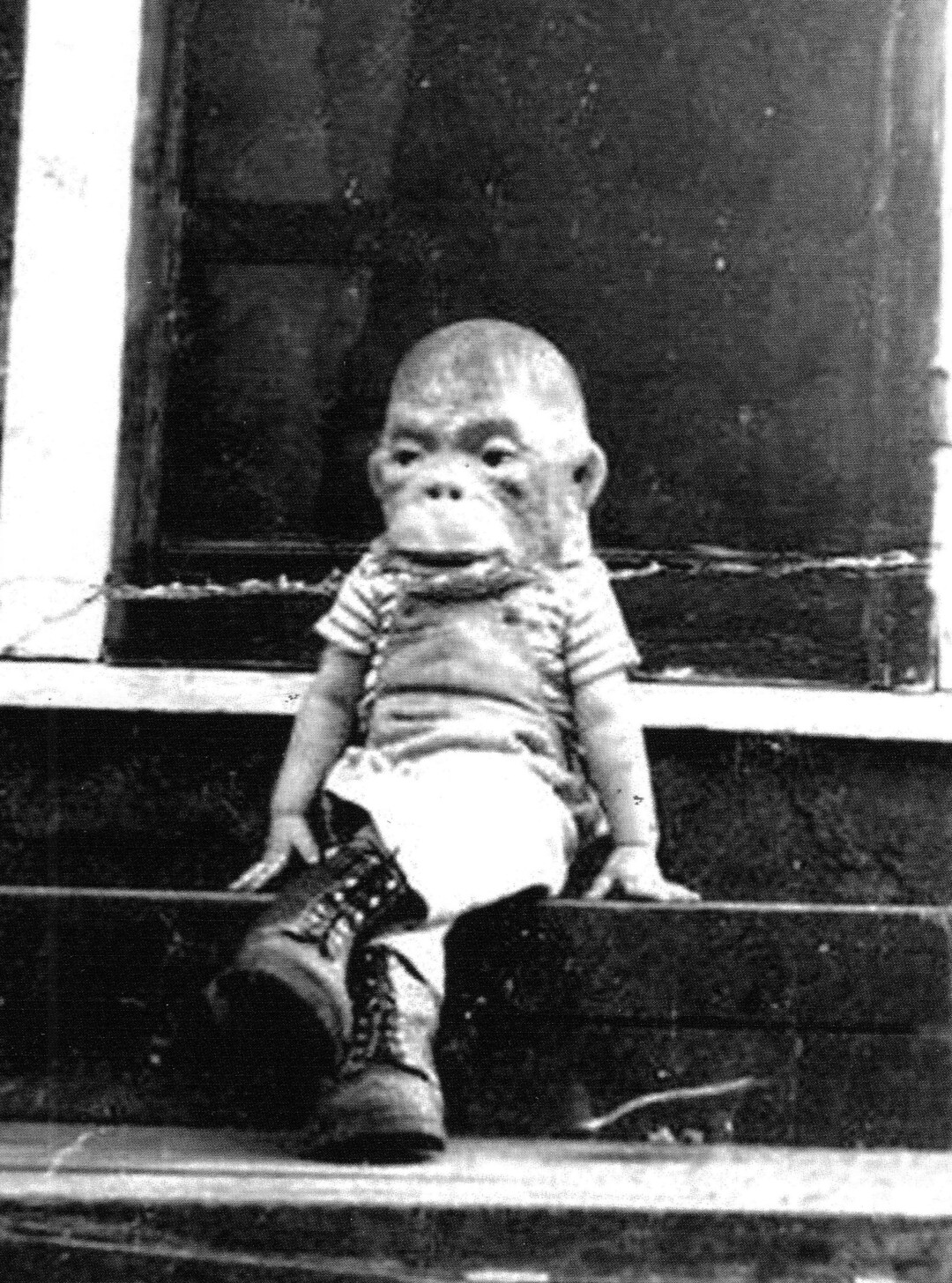 Laugh While You Can, Monkey Boy! -- Photo Post Card 4 X 6 - Etsy