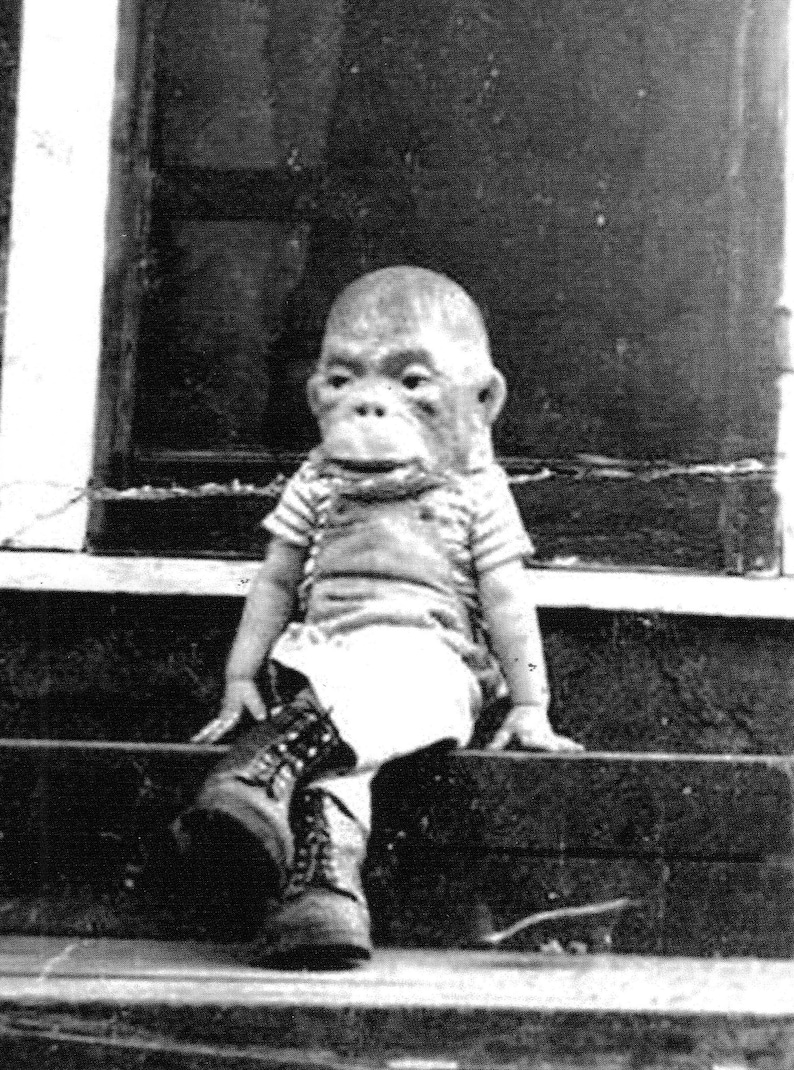 Laugh While You Can, Monkey Boy! -- Photo Post Card 4 X 6 - Etsy