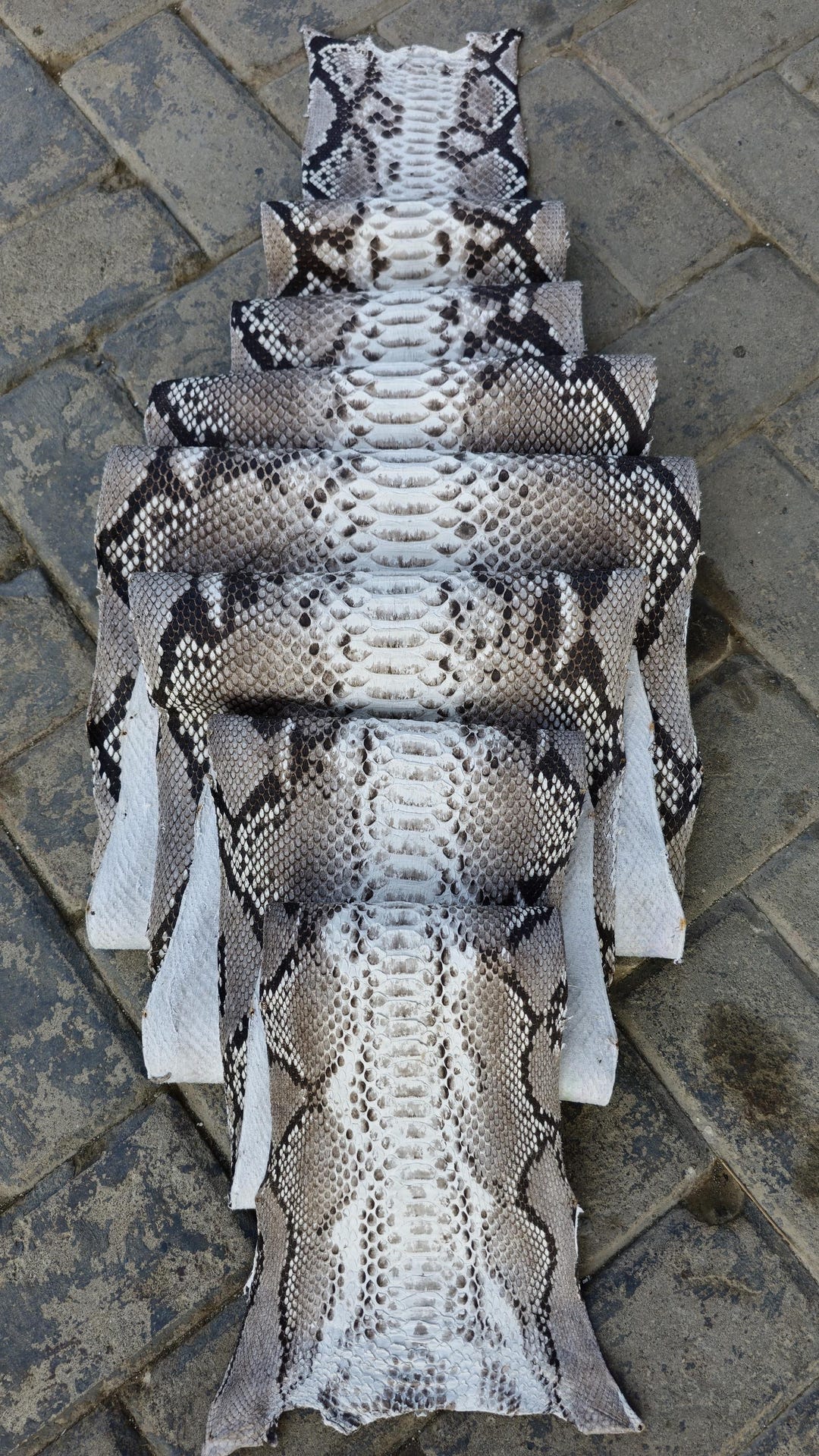 151-inch Genuine Python Snake Skin Hide Real Leather, Natural Color B9 ...