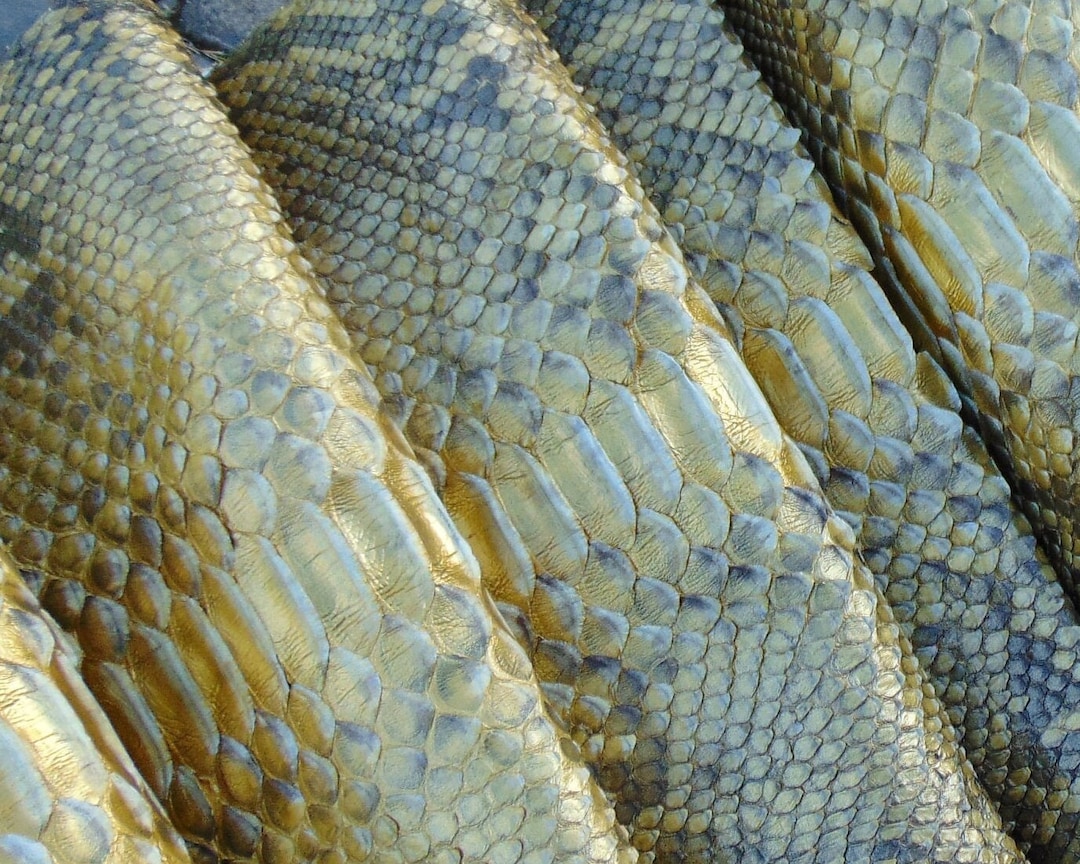 152 Inch Genuine Python Snake Skin Hide Real Leather Make Bags Jackets ...