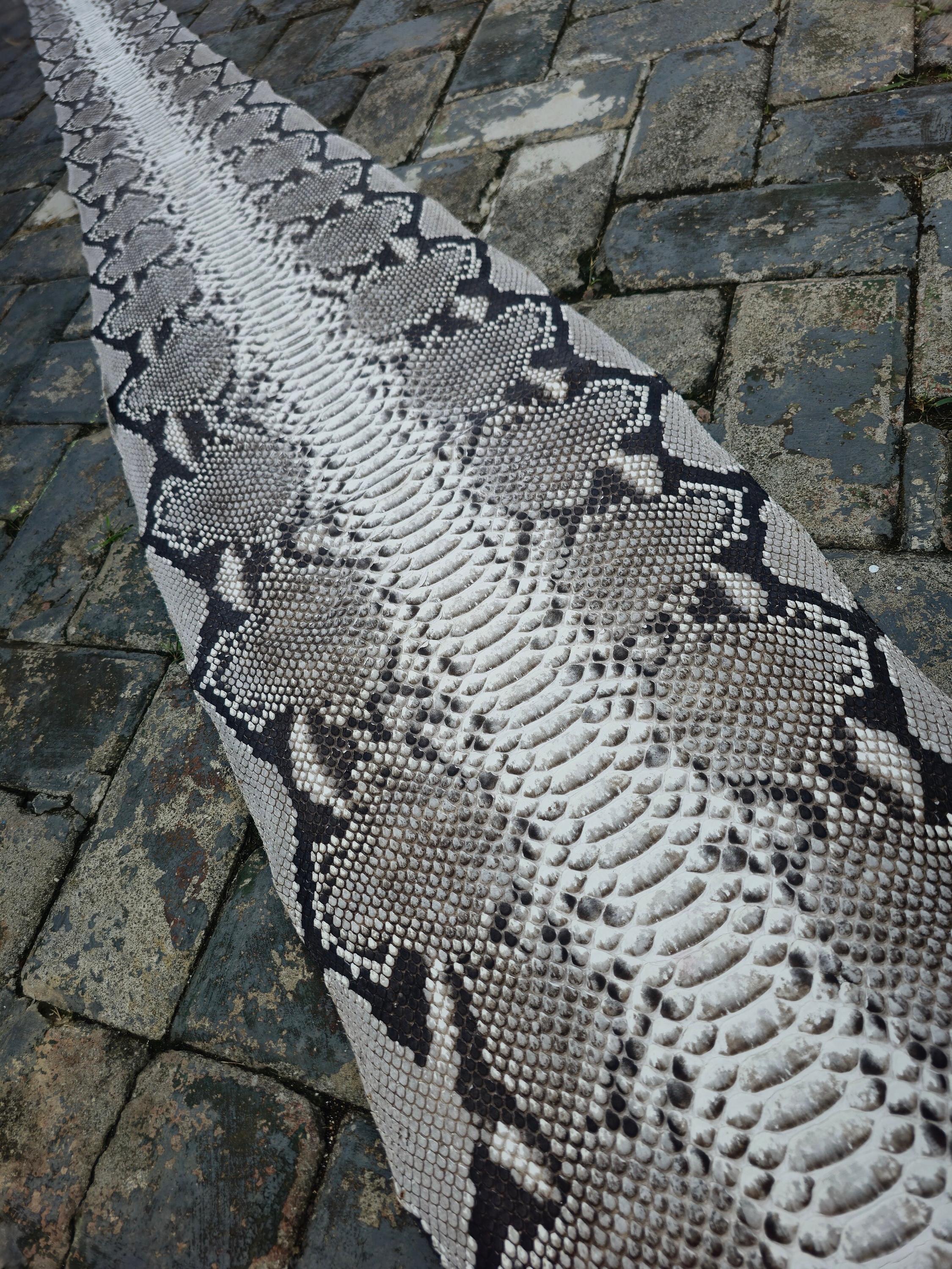 Python Snakeskin Hide: 133 Inch Real Leather - Etsy