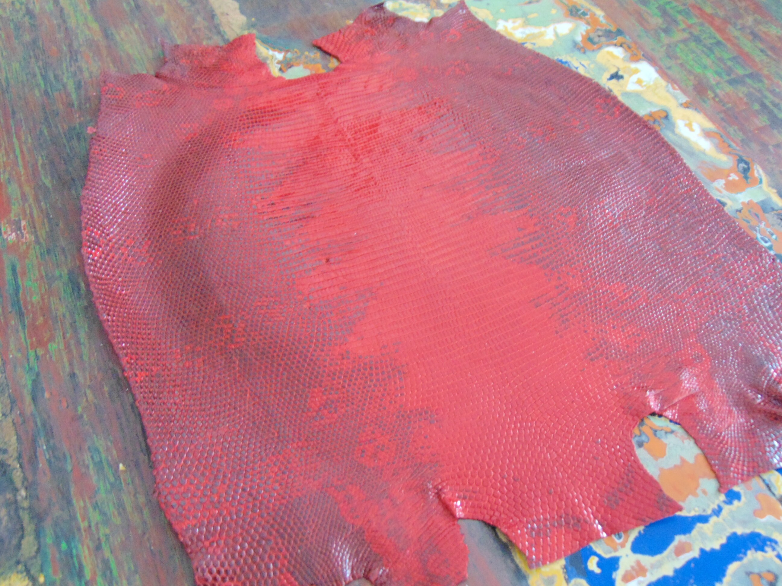 10 /9 Inch Genuine Lizard Skin Hide Real Leather Real Lizard - Etsy