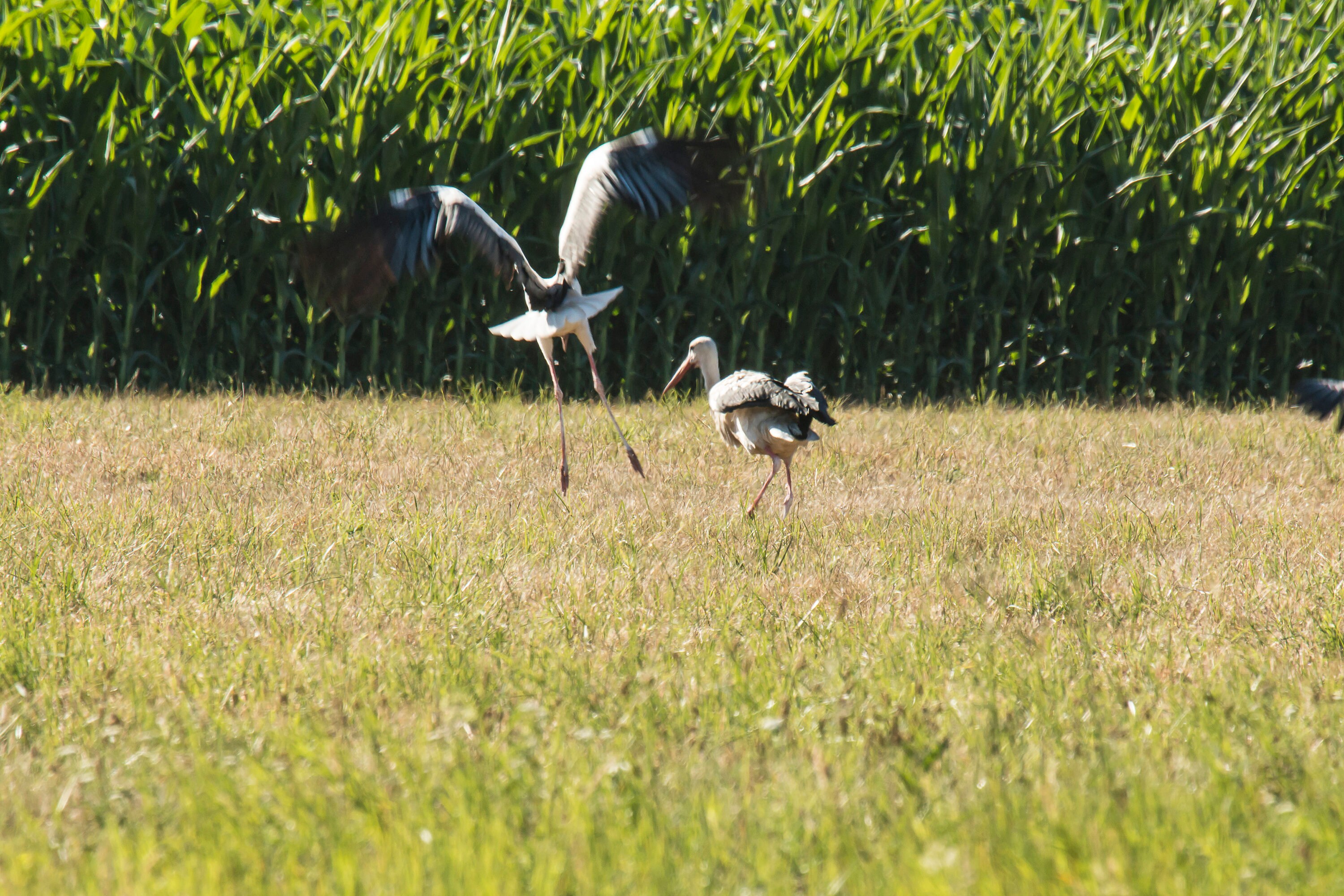 Stork of Alsace Hanging Decor and Talisman - Etsy
