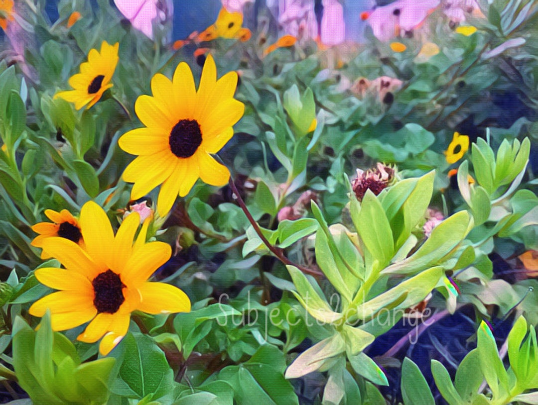 Sunflower Photo Beach Wild Flowers - Etsy New Zealand