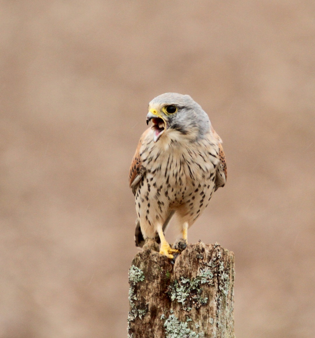 Kestrel Card - Kestrel Greeting Card - Bird of Prey Card - Kestrel ...