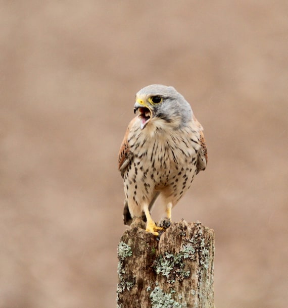 Kestrel card Kestrel greeting card Bird of prey card | Etsy